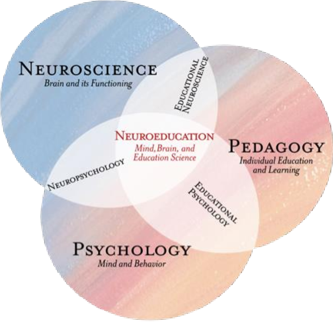 AI and Neuroscience in Learning and Development - Tanzanite AI